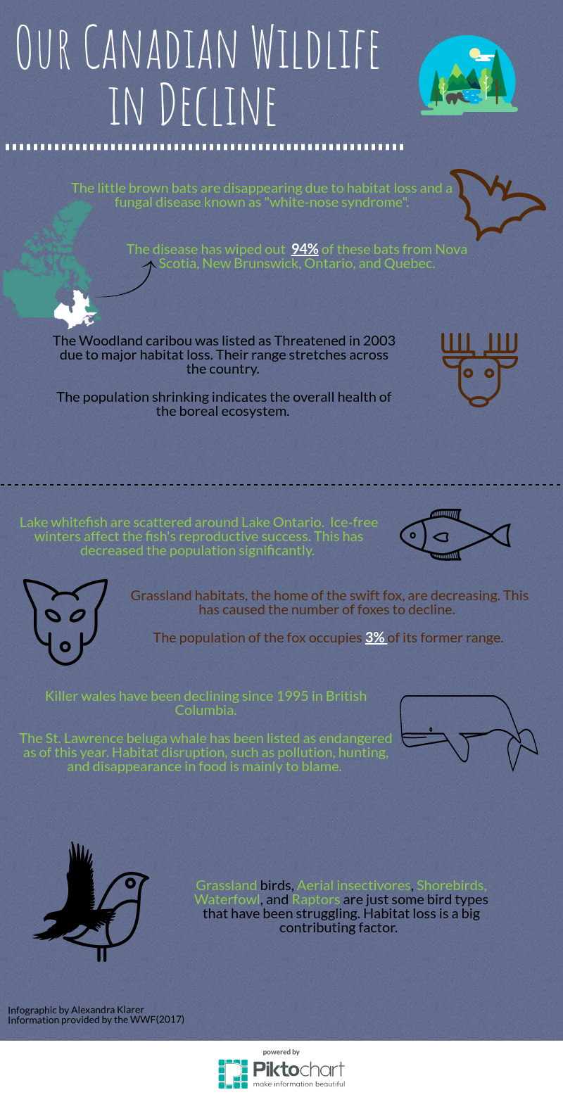 Declining Canadian wildlife needs our help – Sheridan Sun